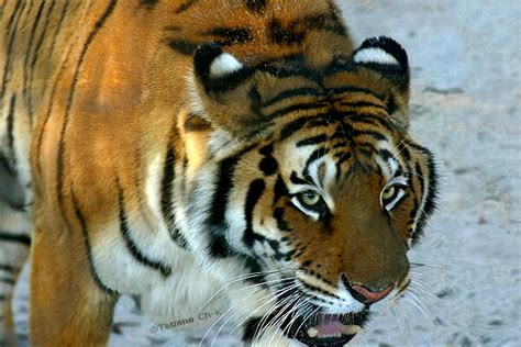 Siberian-Tiger (Maika); Image ONLY