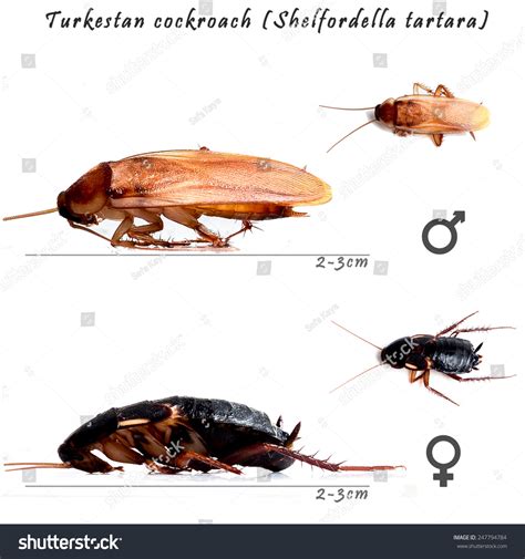 Turkestan Cockroach Male Female Identify Chart库存照片247794784 Shutterstock