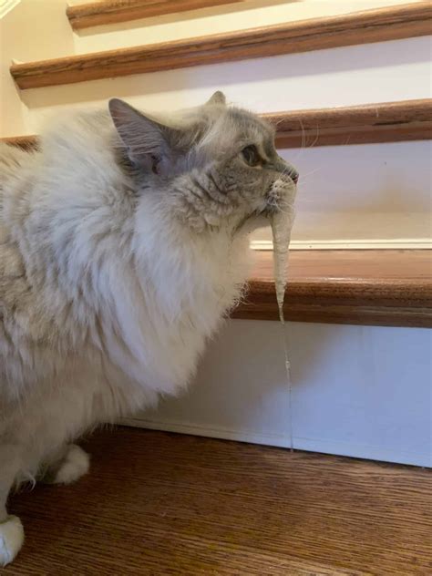 6 Reasons That Explain Why Your Cat Is Drooling Floppycats™
