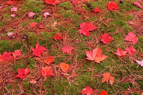 Pulang Dahon Ng Maple Sa Damo Larawannumero Ng Larawanformat Ng Larawan 