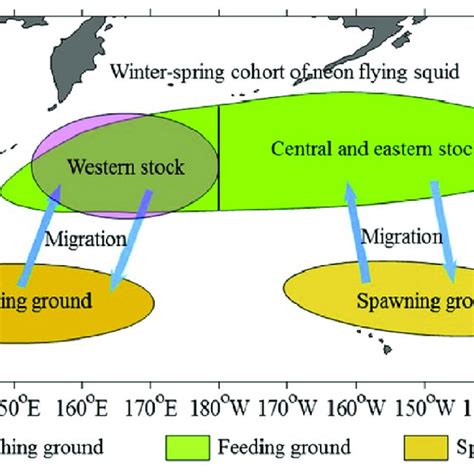 Migration Pattern Of The Winter Spring Cohort Of Neon Flying Squid Download Scientific Diagram
