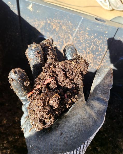 Red Wigglers Alive R Gardening