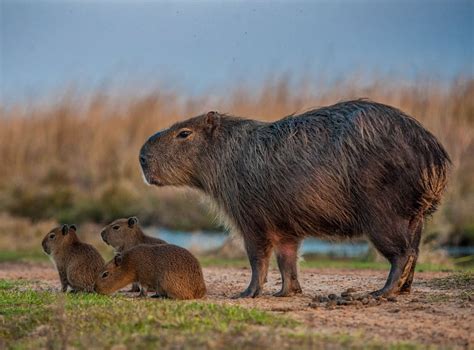 [internal Squealing] Scrolller