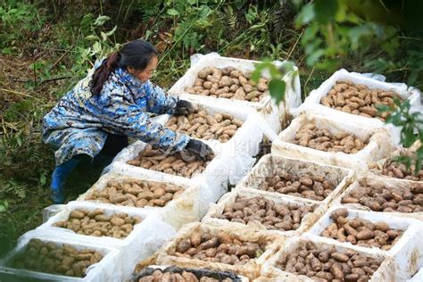 贵州毕节林下天麻助农增收 人民图片网
