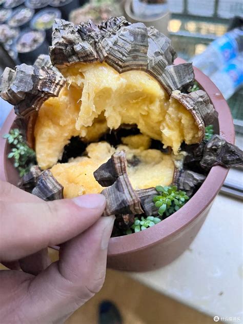 离谱！男子养 8年的龟甲龙”变榴莲，网友疑惑：到底好不好吃？鲜花绿植什么值得买