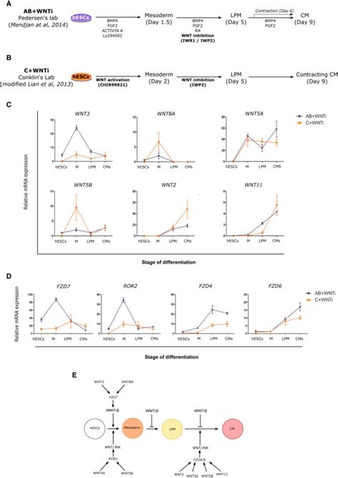 Distinctive Roles Of Canonical And Noncanonical Wnt Signaling In Human Embryonic Cardiomyocyte