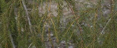 Weeping Needle Juniper Cornell Botanic Gardens
