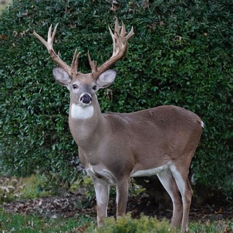 Poaching Investigation Opened Into Hollywood Cemetery Buck Outdoor Life