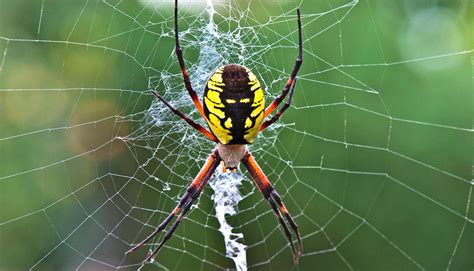 Spider Man Inspires Sticky Web Slinging Tech Futurity