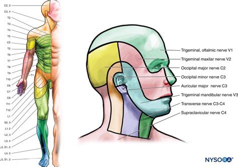 Dermatomes Mrnerve Block Regional Anesthesia Facebook