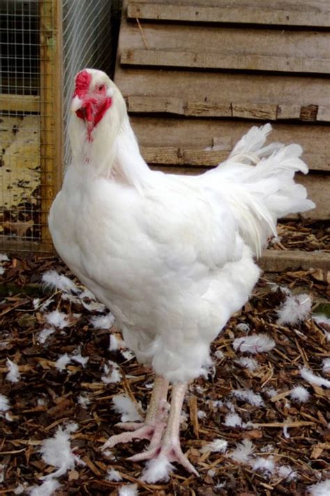 Ixworth Chicken Eggs Temperament Size And Raising Tips