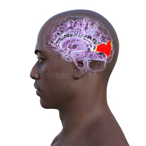 Human Brain With Highlighted Cuneus Gyrus 3d Illustration Stock Illustration Illustration Of