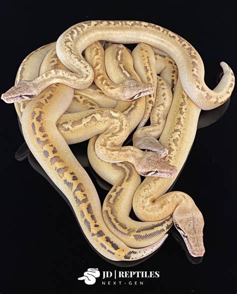 Ivory Blood Python By Jd Reptiles Next Gen Morphmarket