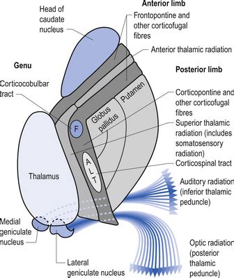 The Thalamus And Hypothalamus Neupsy Key