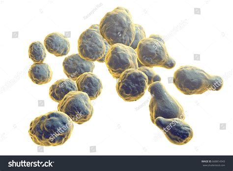 Pathogenic Yeast Fungus Cryptococcus Neoformans Which Stock Illustration 668814343 Shutterstock