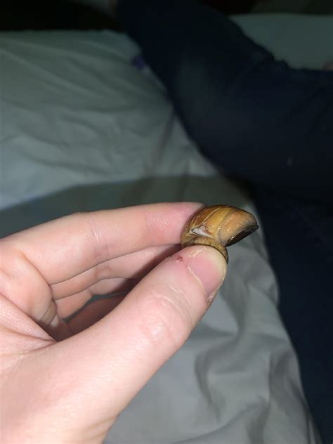 How Do I Help Her Theres A Cuttle Bone In The Tank But Ive Never