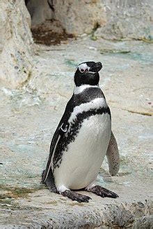 Penguin Magellan Wikipedia Bahasa Indonesia Ensiklopedia Bebas