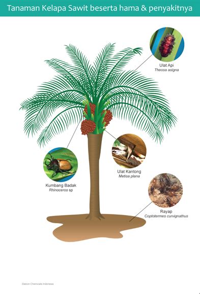 Kelapa Sawit Pt Dalzon Chemicals Indonesia