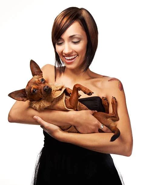 Discover The Perfect Chihuahua Dachshund Mix Breed The Chihuahua Guide