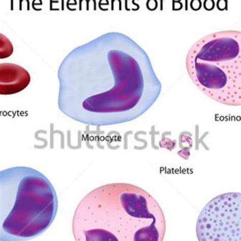 Ali Afan University Of Tripoli Tripoli Uot Physiology Research Profile