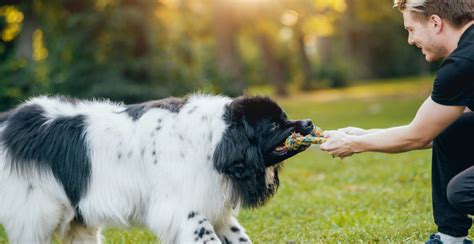 Newfoundland Breed Guide Lifespan Size And Characteristics