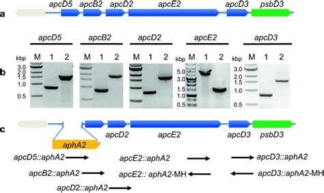 Map Showing The Arrangement Of The Apc Genes In The Farlip Gene Cluster Download Scientific