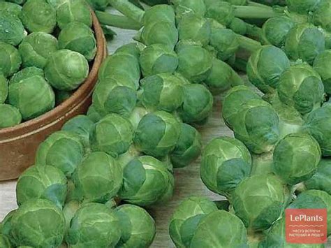 Брюссельская капуста 'Розелла' — описание сорта, характеристики | на ...