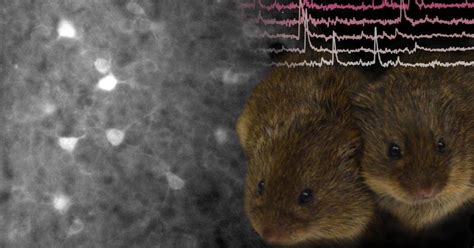 Descifrando el código del amor