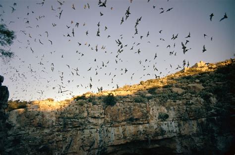 Secrets Of Bat Flight Caves In New Mexicos Carlsbad Caverns