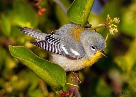 Northern Parula Nest