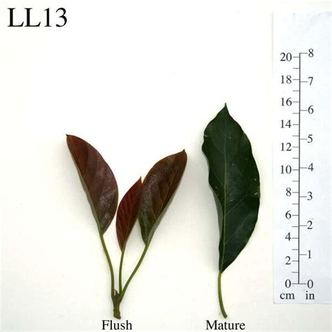 Ll13 Leaves Avocado Variety Collection