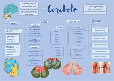 El Cerebelo Y Sus Funciones Anatomía Del Cerebro Estructuras Y Su