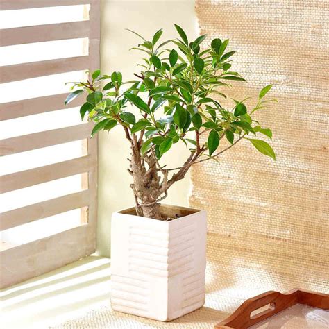 Send Ficus Jungle In White Planter Online Price Rs3695 Floweraura