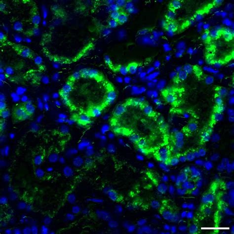 Napsin A Antibody Anti Human Readye Lease™ Miltenyi Biotec Usa