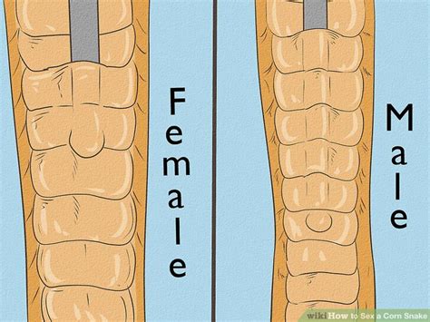 3 Ways To Sex A Corn Snake Wikihow