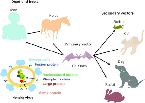 The Structure And Natural Reservoirs Of Hev The Principal Natural Download Scientific Diagram