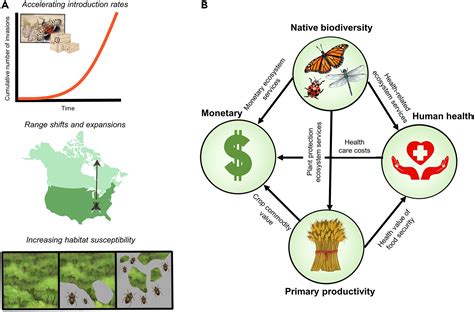 Weighing Consequences Of Action And Inaction In Invasive Insect