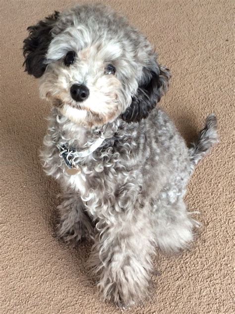 Silver Poodle Artofit