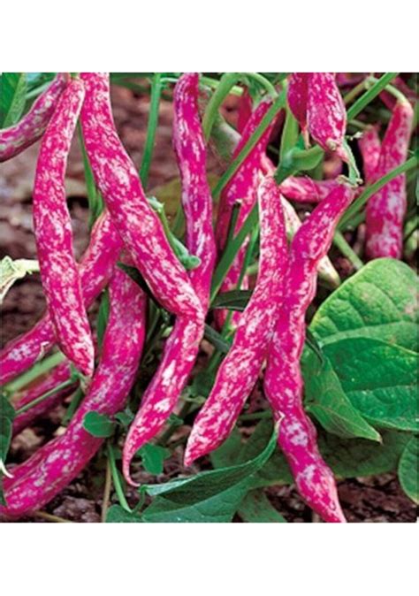 Geleneksel Sırık Barbunya Tohumu Fiyatları Ve Özellikleri