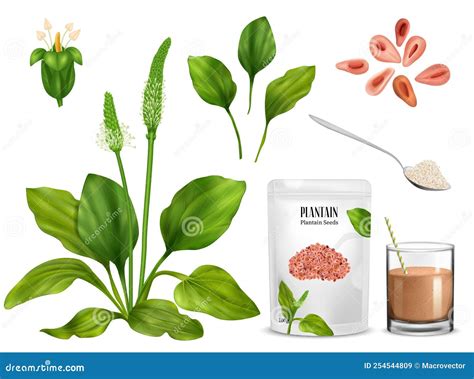 Realistic Psyllium Poster Set Cartoon Vector 256726763