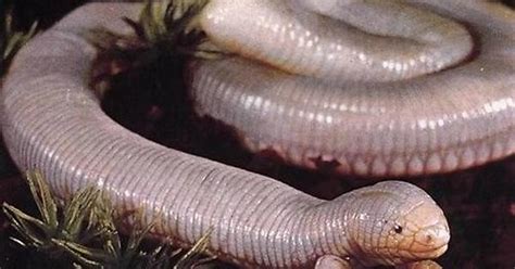 Mexican Mole Lizard Imgur