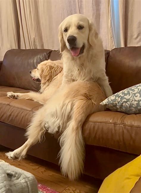 Again Bubba Sits Where Bubba Wants Get Ova It Lisa 😎 Rico Suave Bubbacini By Along Came