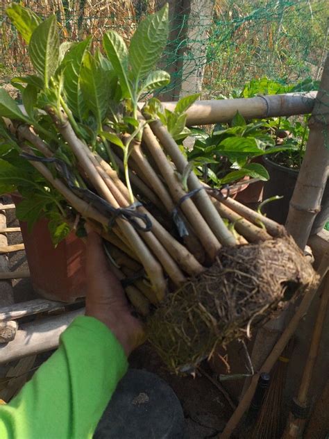 Cheap Leaf Meal Madre De Agua Rooted Furniture And Home Living