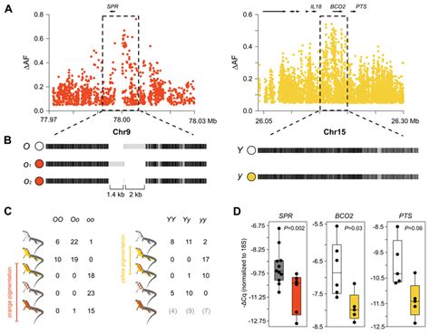 Regulatory Variation Explains Color Polymorphism In The Common Wall Download Scientific Diagram