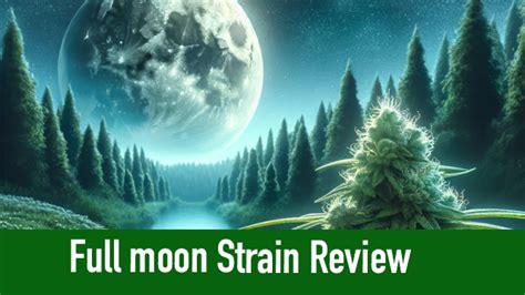 Full Moon Strain Reivew From Select Co Op