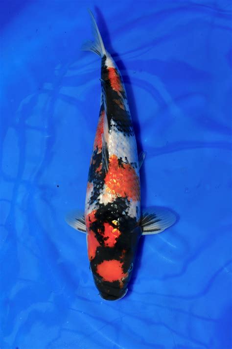Gin Rin Showa Grand Koi Llc