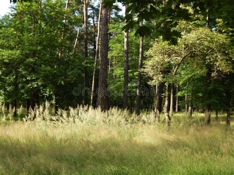 High Grass Grows On The Banks Of The River Stock Image Image Of