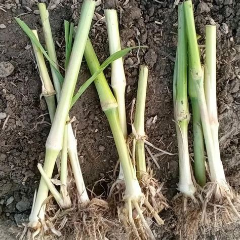 Super Napier Grass Hybrid Napier Grass Latest Price Manufacturers