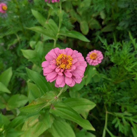 日日草 きままに季語