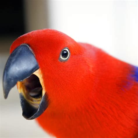 Understanding Parrot Behavior Decoding Squawks And Screeches Windy